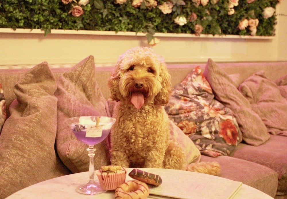 The Cockapoo Cafe Comes to Leicester - COOL AS LEICESTER